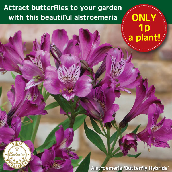 Thompson & Morgan: Alstroemeria 'Butterfly Hybrids' just 1p a plant ...