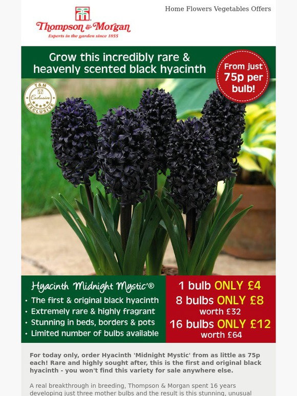Thompson & Morgan: Rare black hyacinth bulbs from 75p each - today only ...