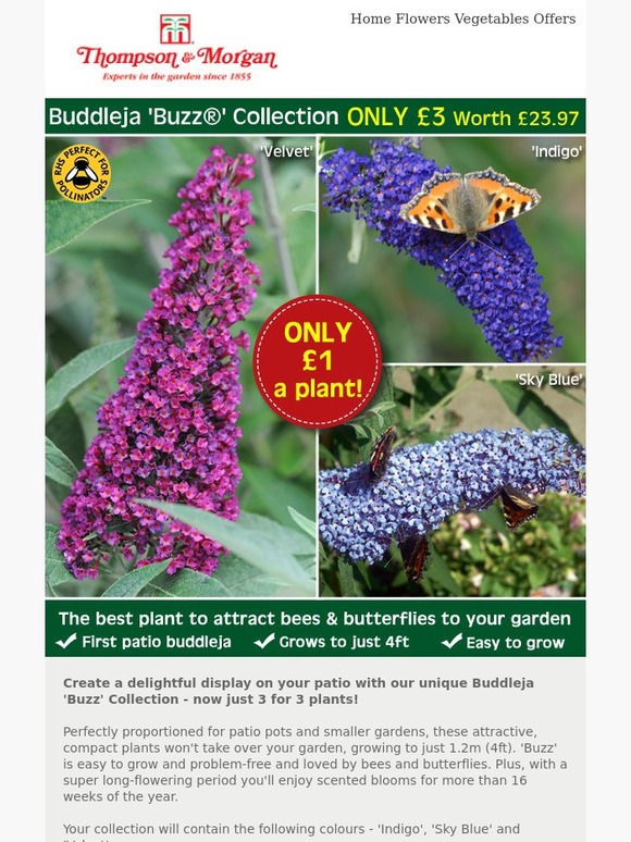 Thompson & Morgan: 3 Patio Buddleja plants ONLY £3! | Milled
