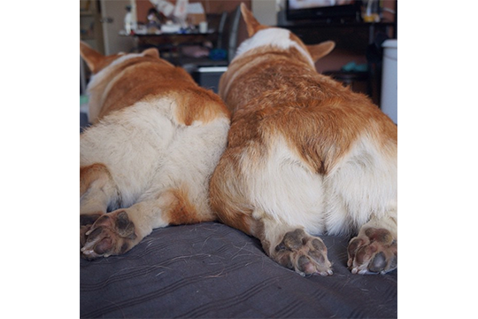 BarkBox: Corgi. Loaves. | Milled