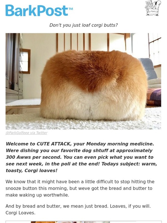 BarkBox: Corgi. Loaves. | Milled