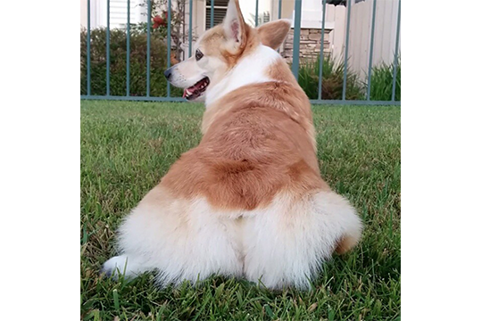 BarkBox: Corgi. Loaves. | Milled