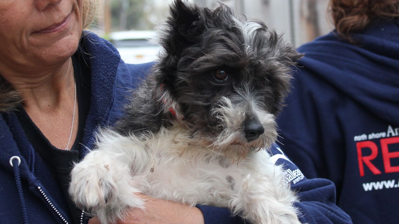 North Shore Animal League: Fwd: URGENT: 62 dogs just rescued from a ...