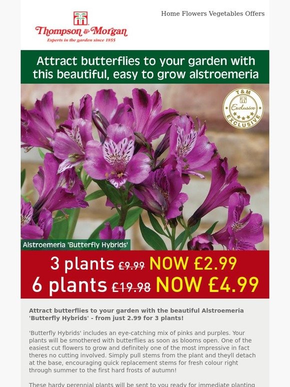 Thompson & Morgan: Alstroemeria 'Butterfly Hybrids' from £2.99! | Milled