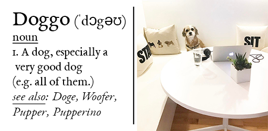 BarkBox: Do you speak Doggo Lingo? | Milled