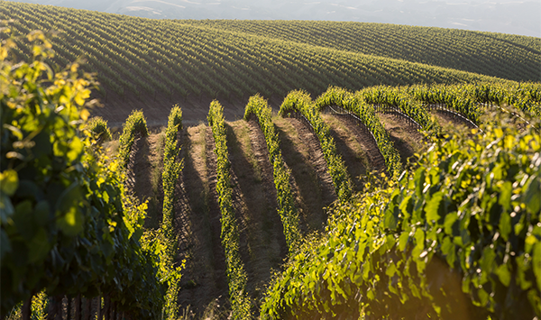 Wine Enthusiast: 40 Under 40 – Where is Karl Wente Now? | Milled