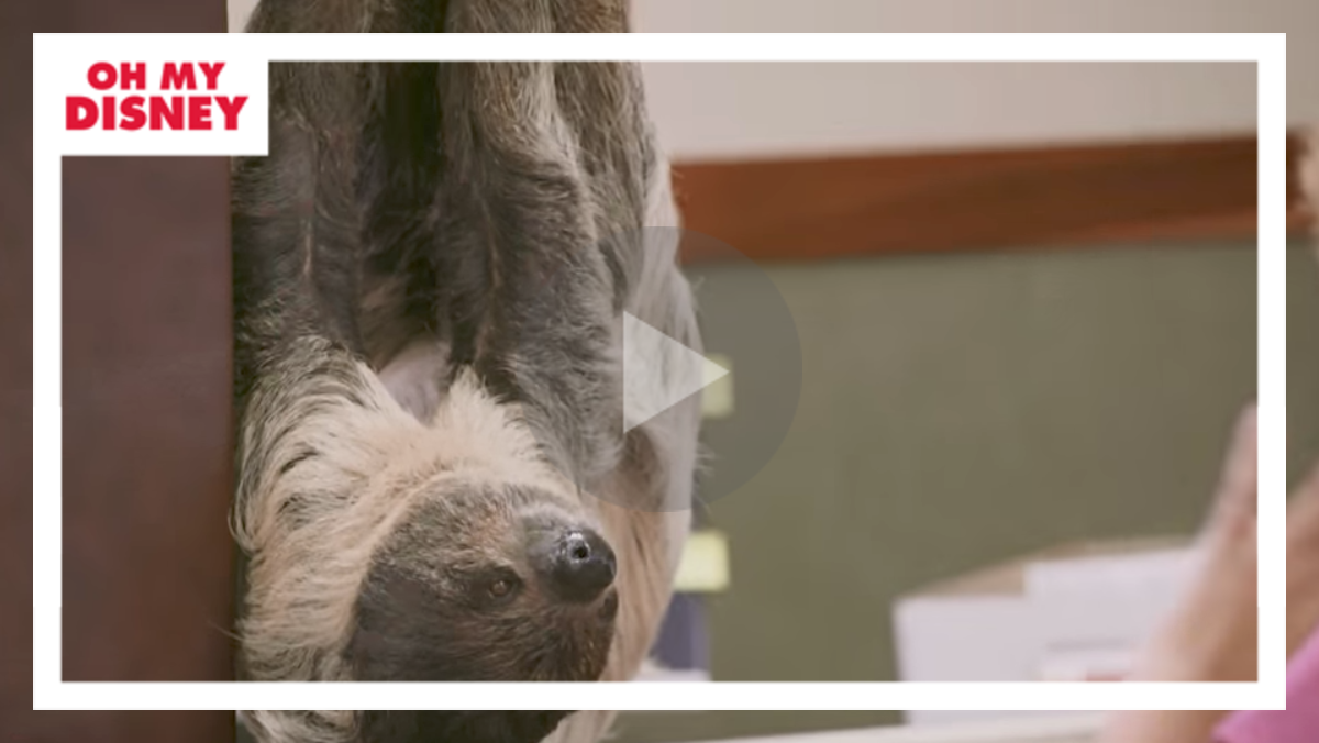 Disney Cruise Line: See What Happened When We Took Sloths to a DMV to ...