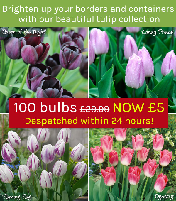 Thompson & Morgan: 100 tulip bulbs NOW £5! | Milled