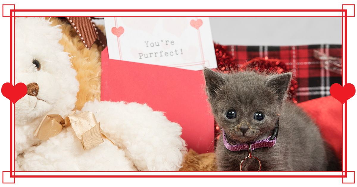 ASPCA: Send Your Kitty-gram Today! | Milled