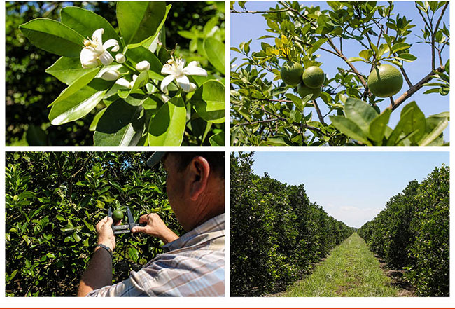 Hale Groves: A Look Inside the Groves – August Hale Groves Update | Milled