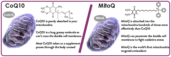 MitoQ: What is MitoQ and how does it work? | Milled