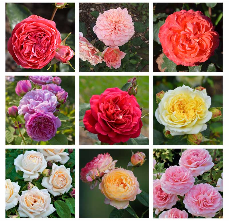 Roses Guillot: Nouveauté Guillot 2018 : rosier Générosa® Vibrato et ...