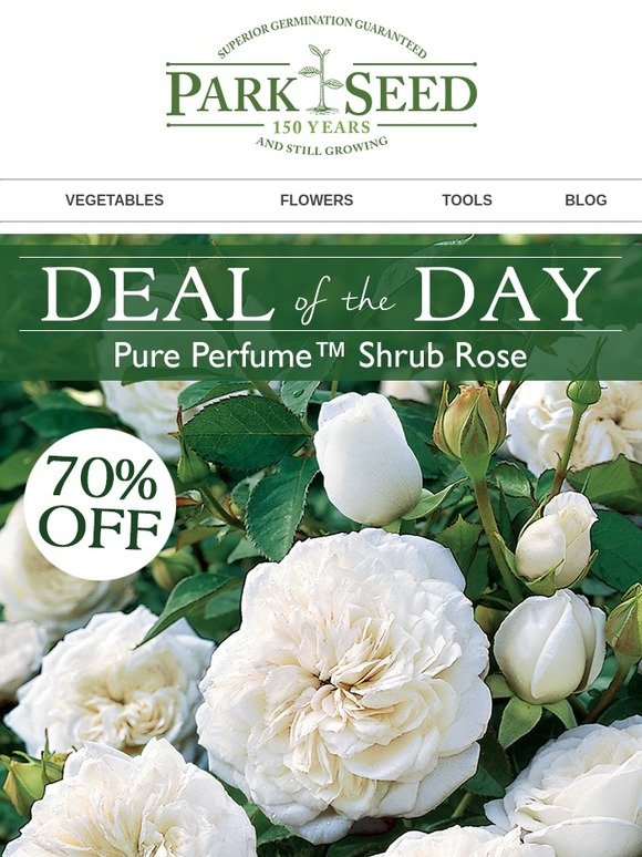 Park Seed: Deal of the Day - Pure Perfume Shrub Rose is 70% Off! | Milled