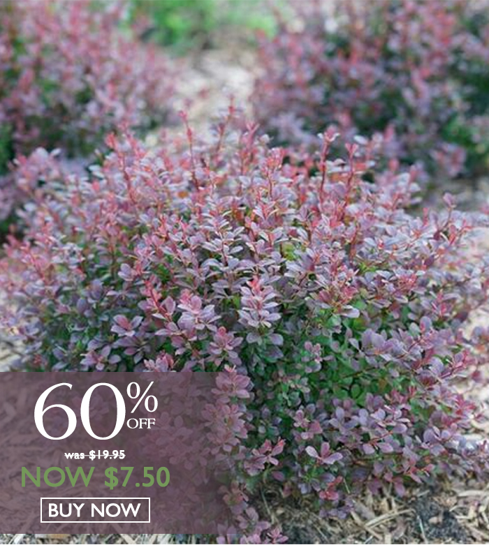 Park Seed: 3 Reasons to Grow Sunjoy Todo™ Barberry | Milled