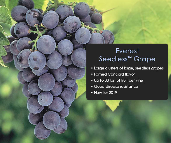 Gurney's Seed & Nursery: Save on Everest Seedless and other grapes | Milled