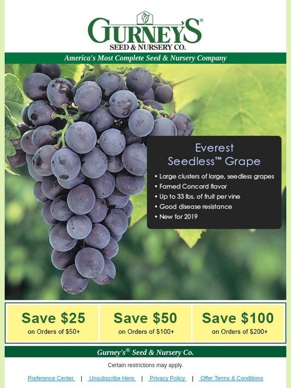 Gurney's Seed & Nursery: Save on Everest Seedless and other grapes | Milled