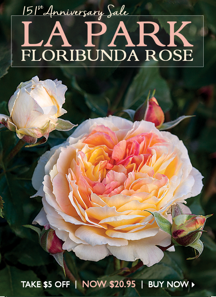 Park Seed: Enjoy our 151st Anniversary Sale! | Milled