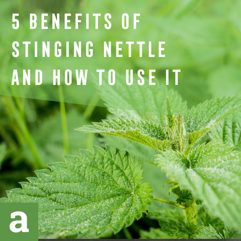 Ambronite: 5 Proven Benefits of Stinging Nettle and How I Use It | Milled
