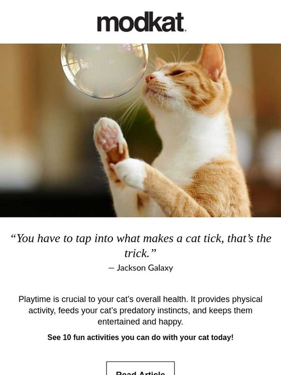 Modkat: 🐈 10 Fun Activities You Can Do With Your Cat. | Milled