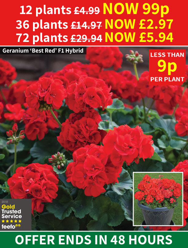 Van Meuwen: 12 Geranium 'Best Red' Plants ONLY 99p! | Milled