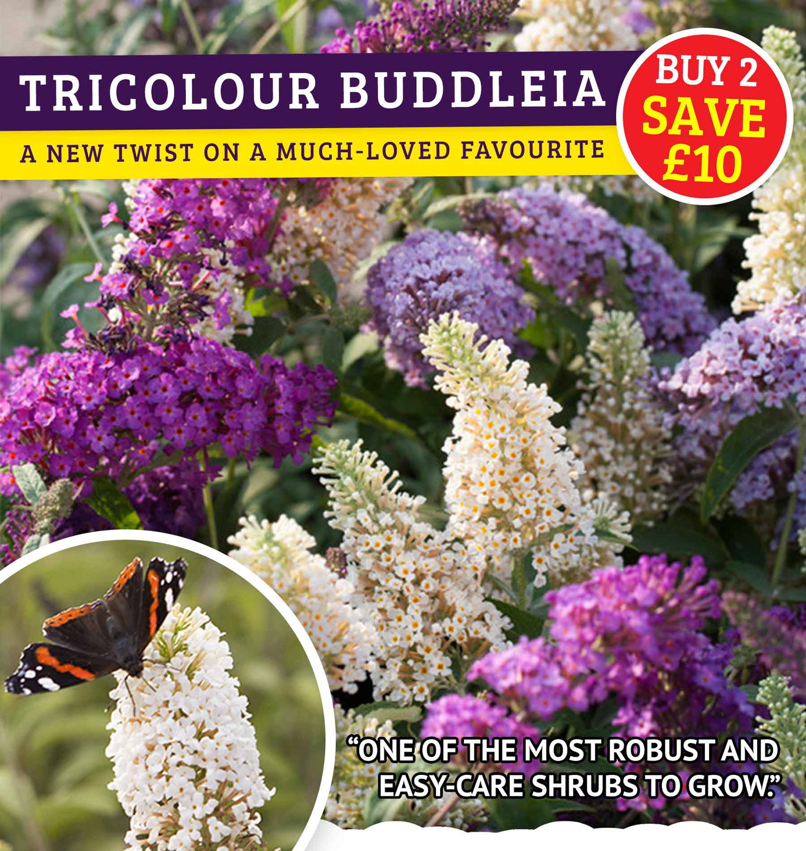 Lead the Good Life: SAVE £10 On Tricolour Buddleia 'Butterfly Bush ...