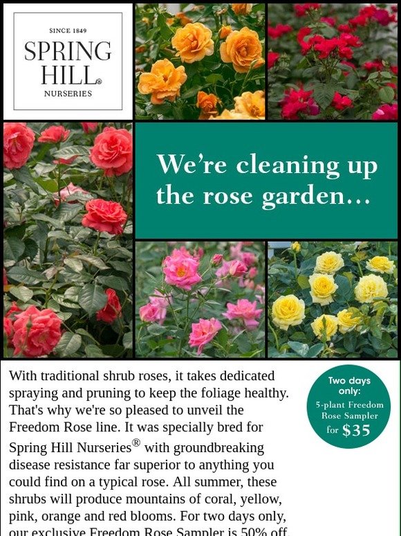 Spring Hill Nursery: 5-plant Freedom Rose Sampler: $35. | Milled