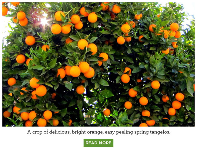 Hale Groves: A Look Inside the Groves – April Hale Groves Update | Milled