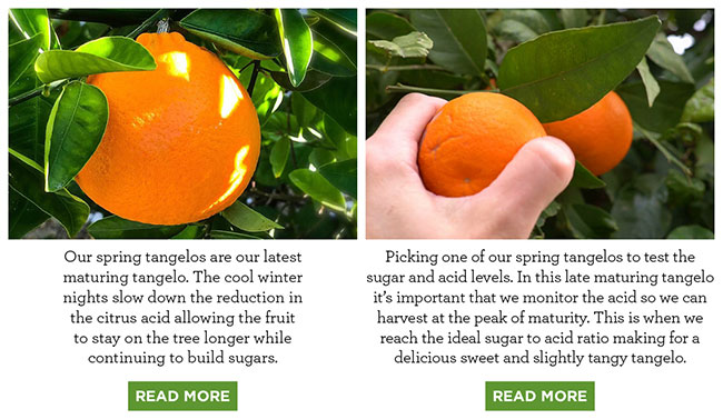 Hale Groves: A Look Inside the Groves – April Hale Groves Update | Milled