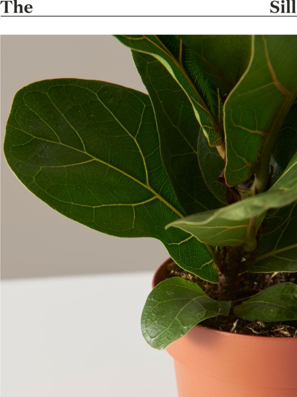 The Sill: Your weekly plant roundup 🌱 | Milled