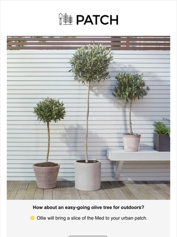 Patch Plants: Our top (almost) unkillable indoor plants 💪😅 | Milled