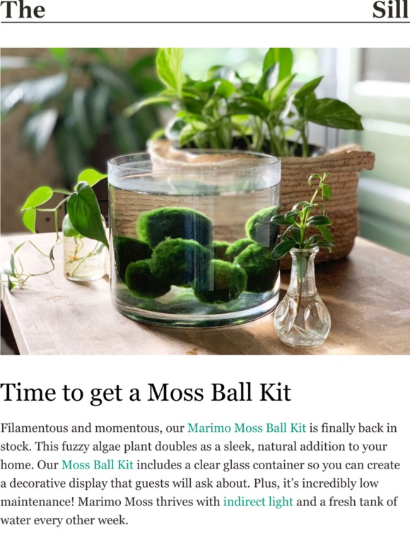 The Sill: 🌱 Moss Ball Kits Are BACK | Milled