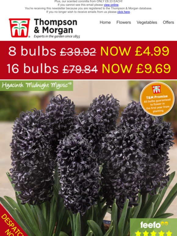 Thompson & Morgan: RARE Black Hyacinths LESS THAN 61p per bulb! | Milled