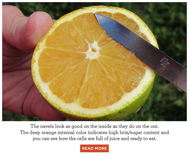 Hale Groves: A Look Inside the Groves – December 2019 Hale Groves ...