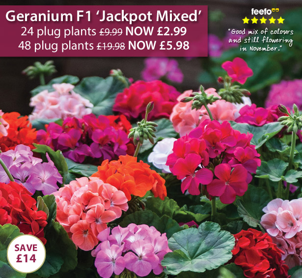 Thompson & Morgan: 48 Stunning Geraniums less than 13p each! | Milled