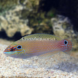 LiveAquaria.com: Earmuff Wrasse Featured in Our Diver’s Den® Deep Dive ...
