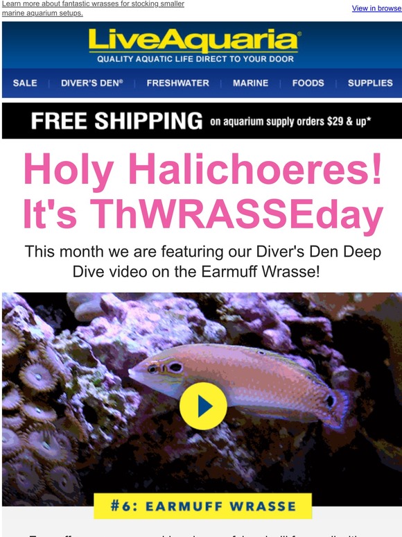 LiveAquaria: Earmuff Wrasse Featured in Our Diver’s Den® Deep Dive | Milled