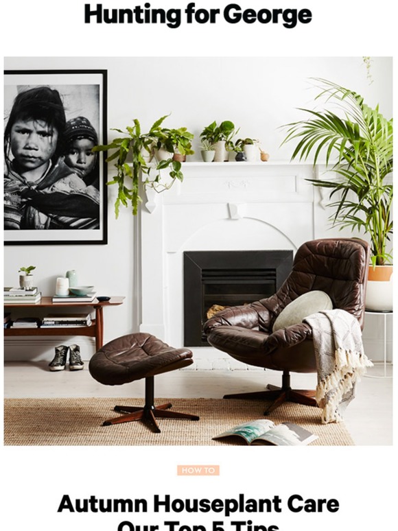 Hunting for George: Autumn Care Tips for Your Houseplants! 🌱 | Milled