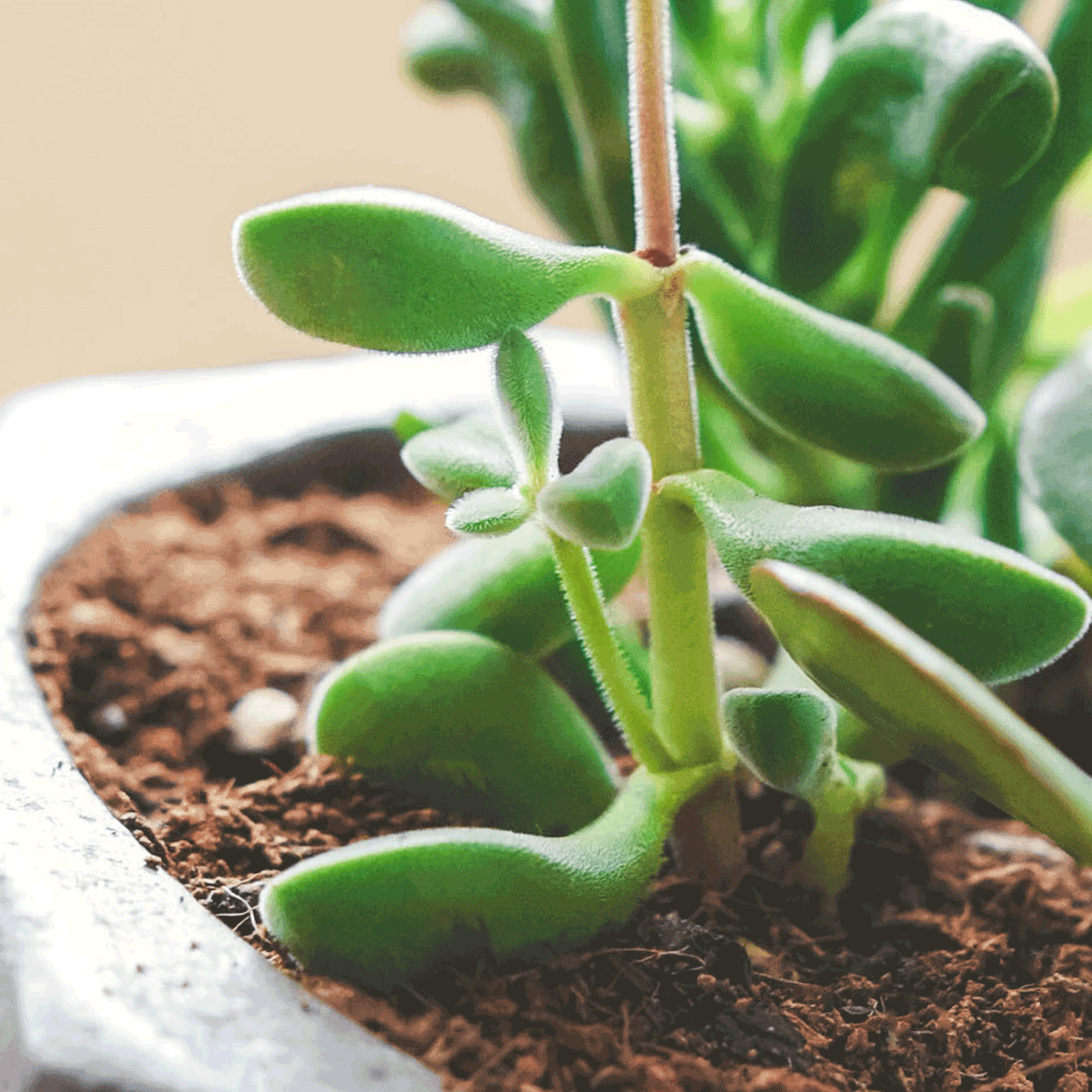 Succulent Studios: #TipTuesday 🌱 Propagating Offshoots | Milled