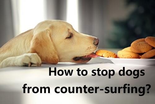 How Do I Stop My Puppy Counter Surfing