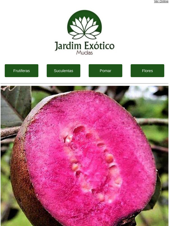 Jardim Exótico: Muito RARA ï»¿ð Goiaba ROXA, doce e com poucas sementes ...