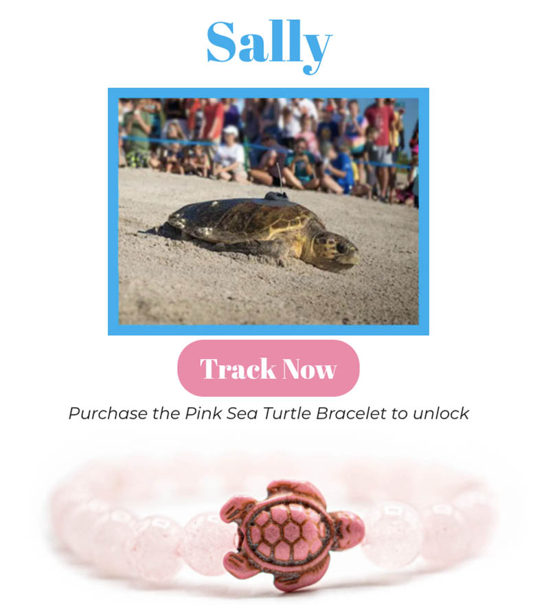 Ocean & Co: Sea Turtle GPS Tracking | Milled