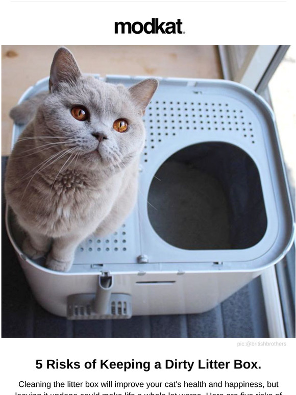 Modkat: 🖤🐈 5 Risks of Keeping a Dirty Litter Box | Milled