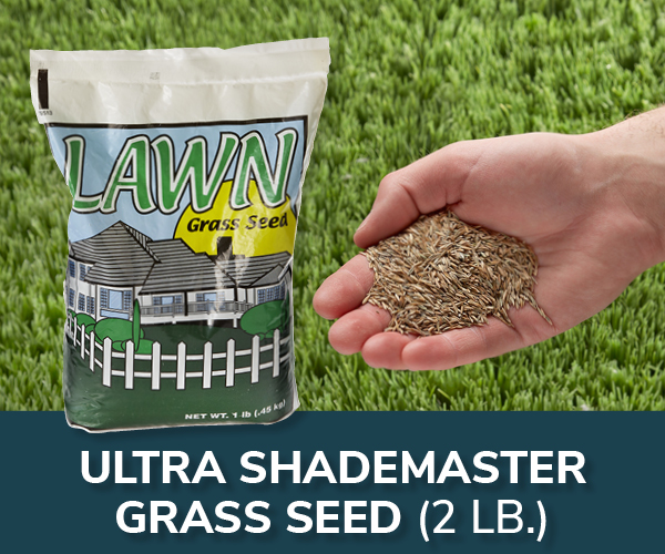 Sporty's Tool Shop: Thrives In The Shade, Resist Droughts, Won’t Burn ...