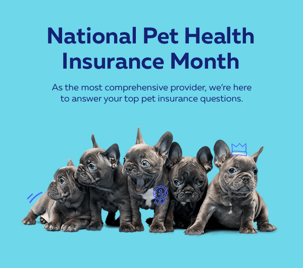 How Much Is Dog Insurance Monthly