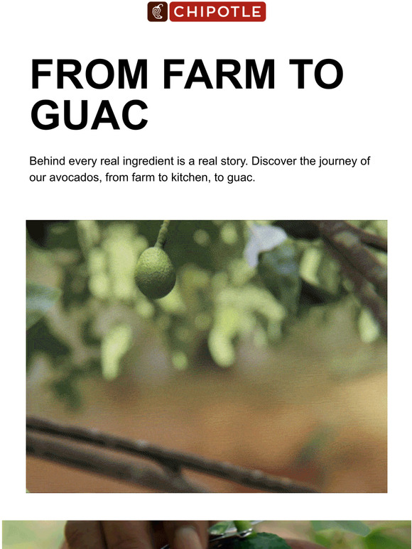Chipotle: 🥑 from farm to guac | Milled