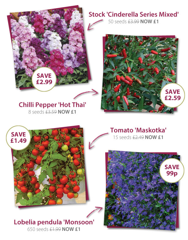 Thompson & Morgan: SEED PACKETS £1 EACH! EXTENDED - 48 HOURS ONLY! | Milled