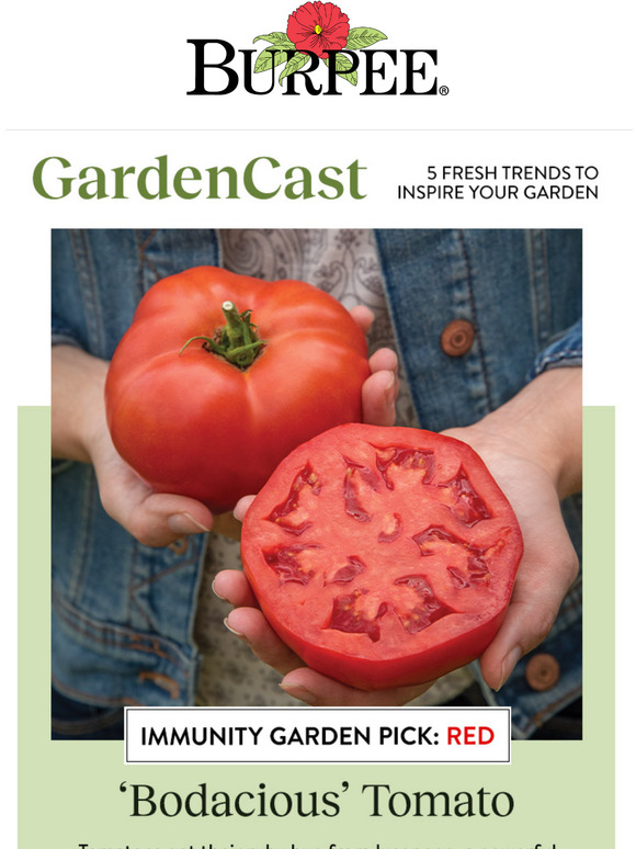 Burpee Gardening: Immunity Garden Pick: ‘Bodacious’ Tomato | Milled