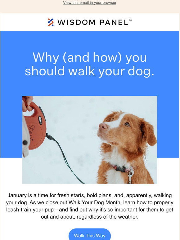 Wisdom Panel: How to walk your dog like a pro. 🐾 | Milled