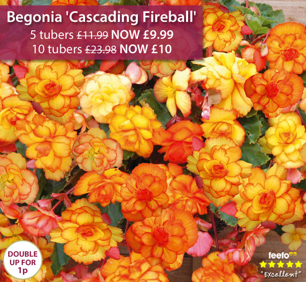 Thompson & Morgan: Cascading Begonia Fireball - Double for 1p more ...