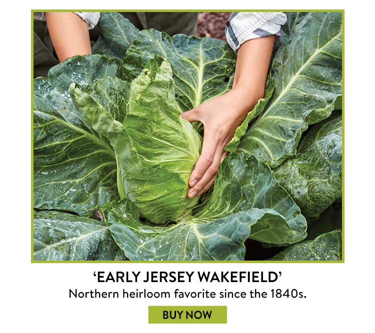 Burpee: It's National Cabbage Day! | Milled
